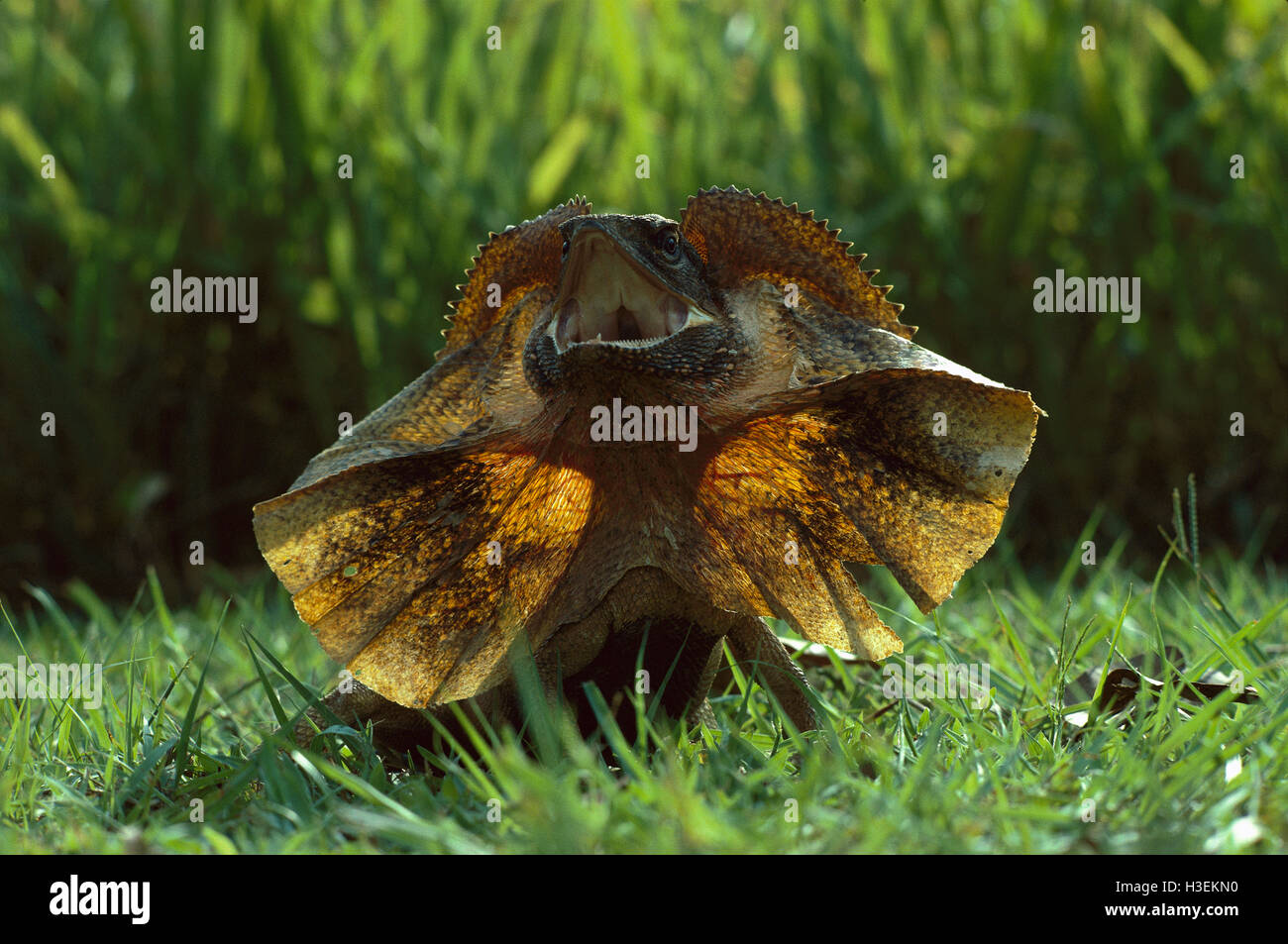 Frilled lizard (Chlamydosaurus kingii), defence posture. Northern ...