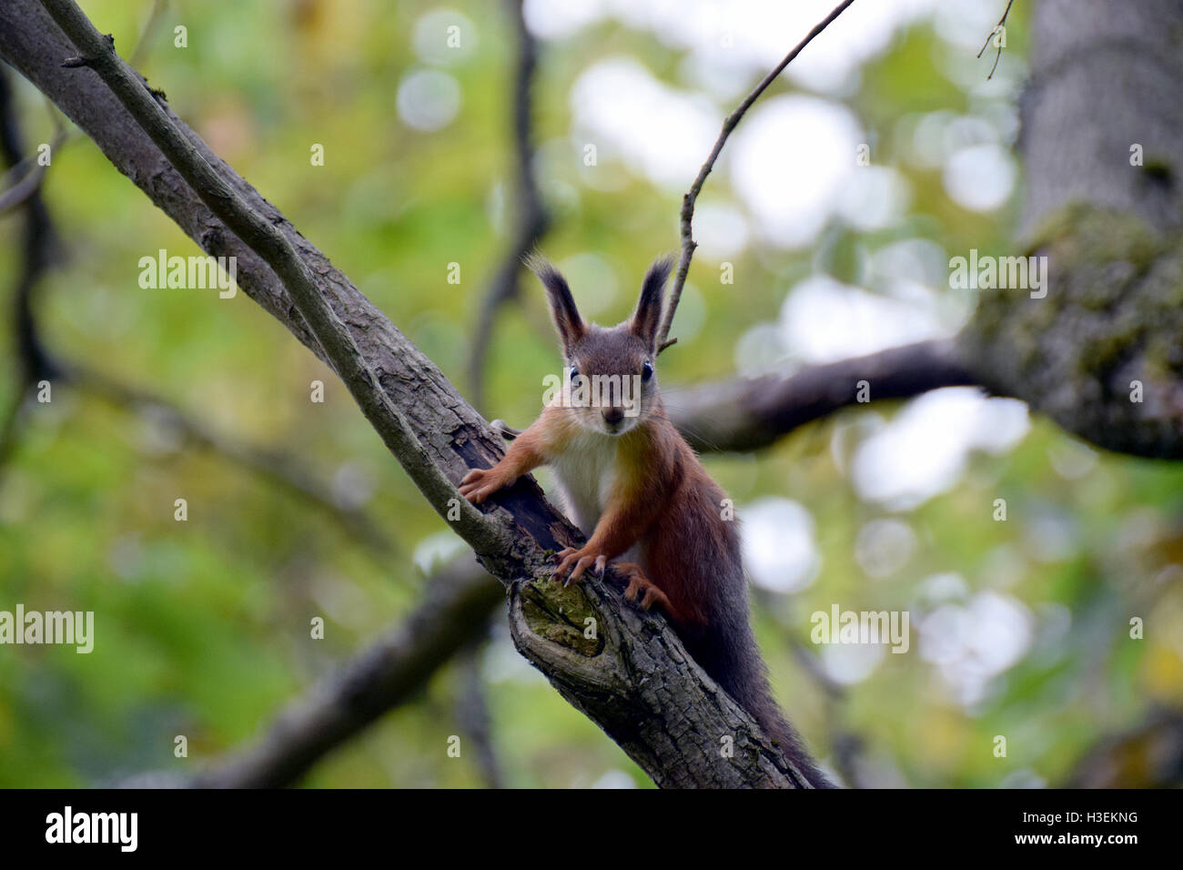 Beautiful eurasian red squirrel hi-res stock photography and images - Alamy
