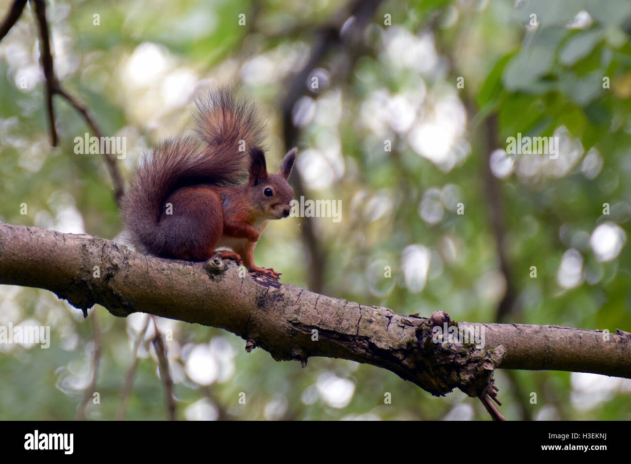 Branch feet hi-res stock photography and images - Alamy