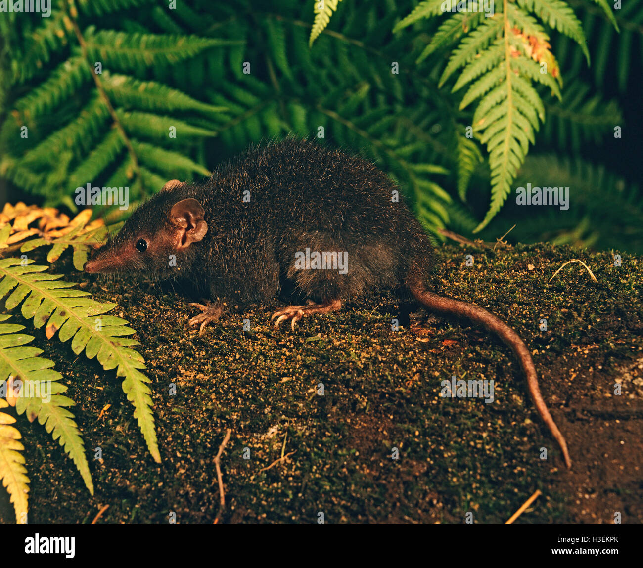 Largest antechinus hi-res stock photography and images - Alamy