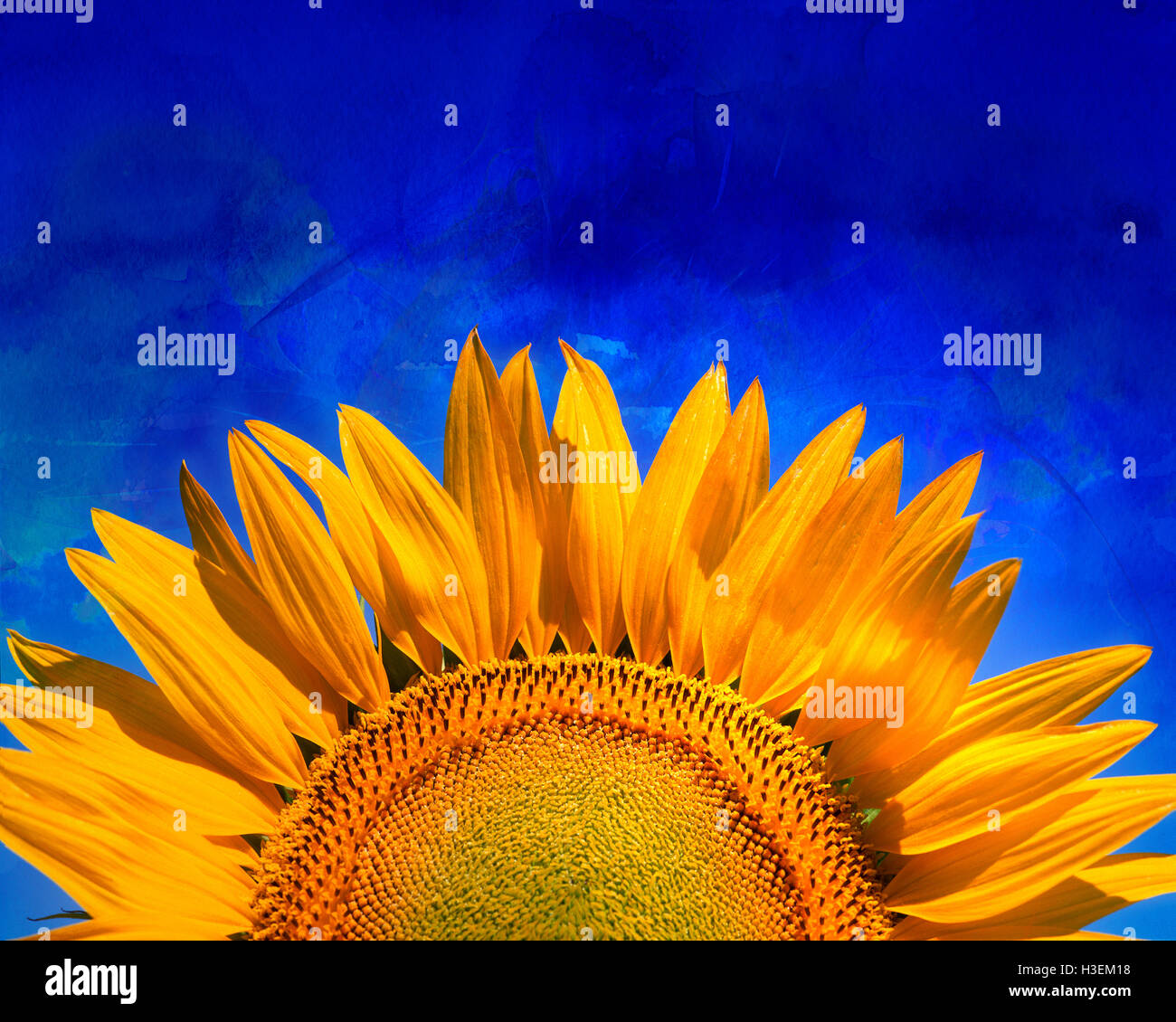 Yellow sunflower picture hi-res stock photography and images - Alamy