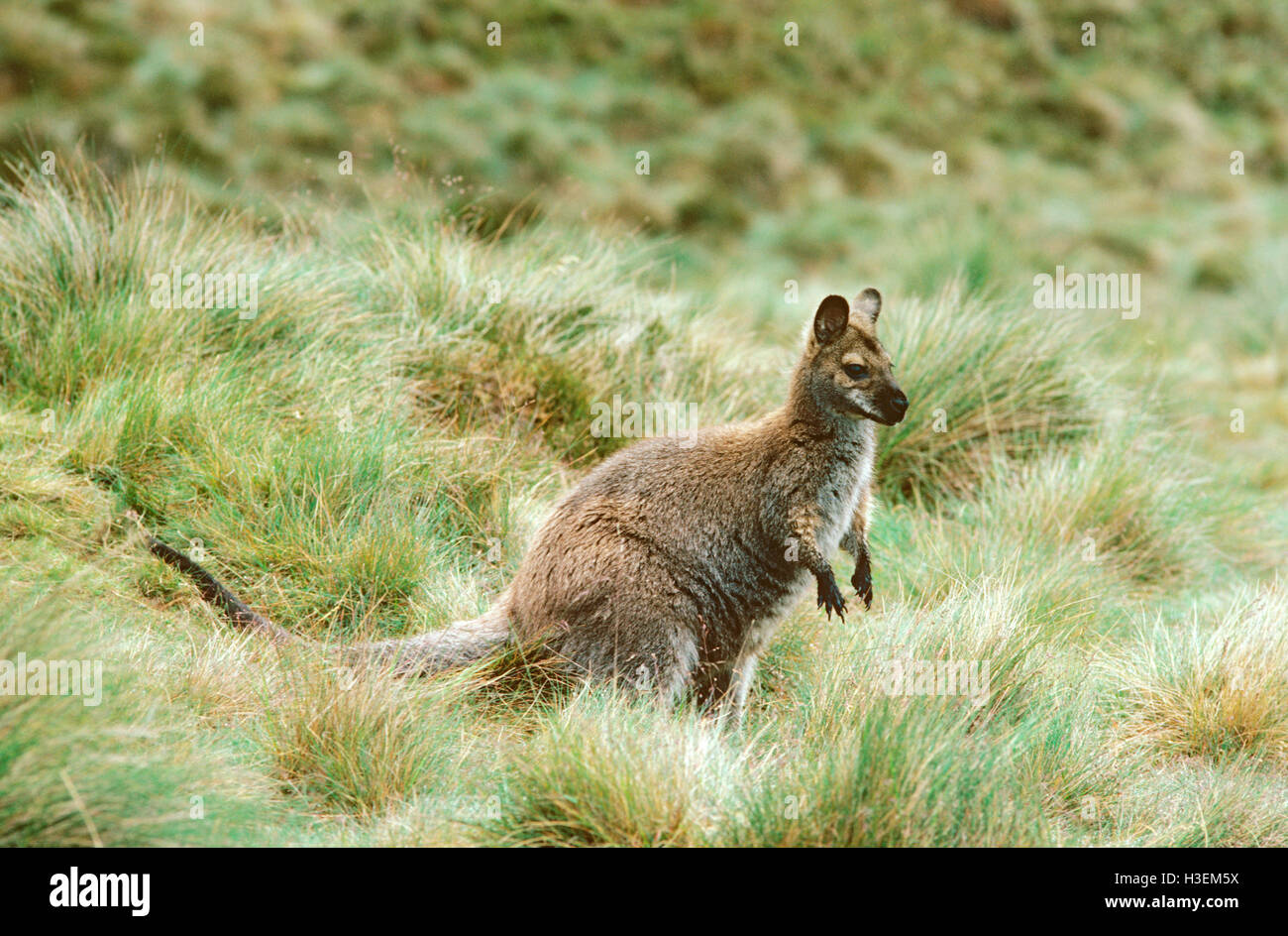 Bennett’s wallaby (Macropus rufogriseus rufogriseus), in tussock grass ...