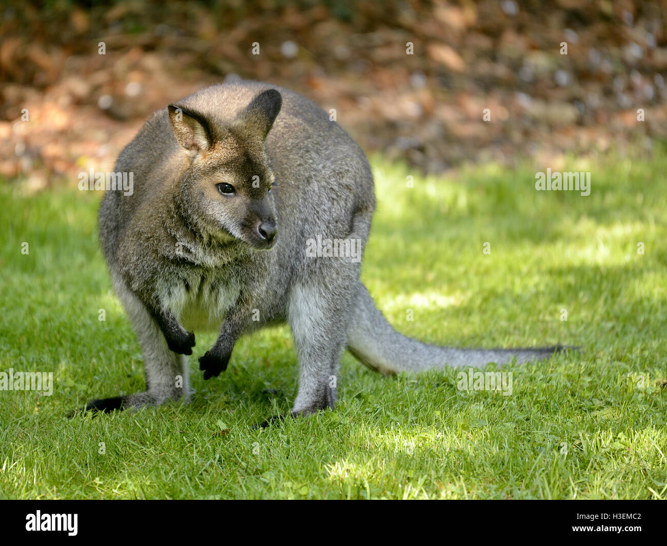Red necked wallabies macropus rufogriseus hi-res stock photography and ...