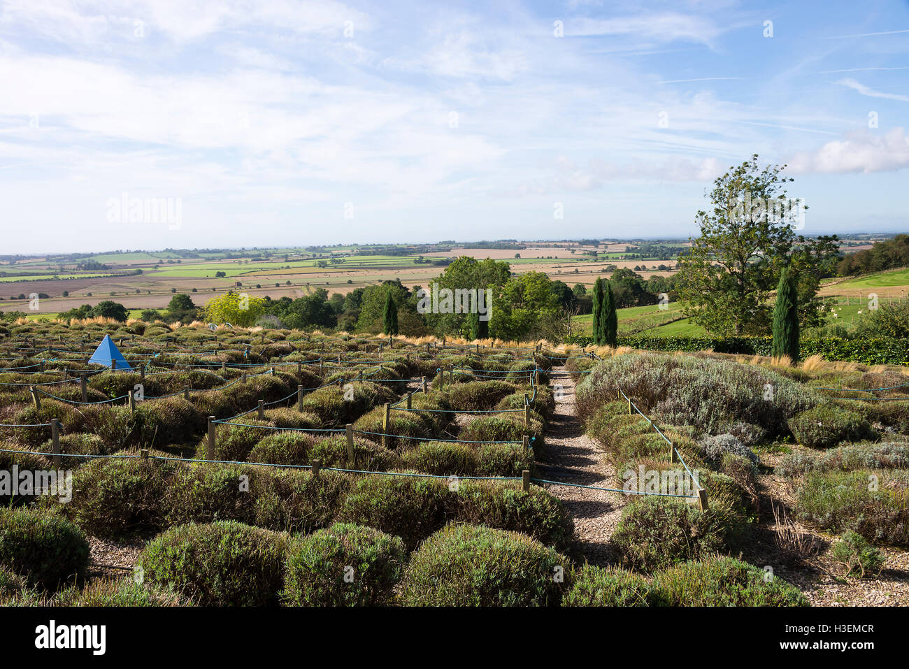 Yorkshire lavender terrington hi-res stock photography and images - Alamy