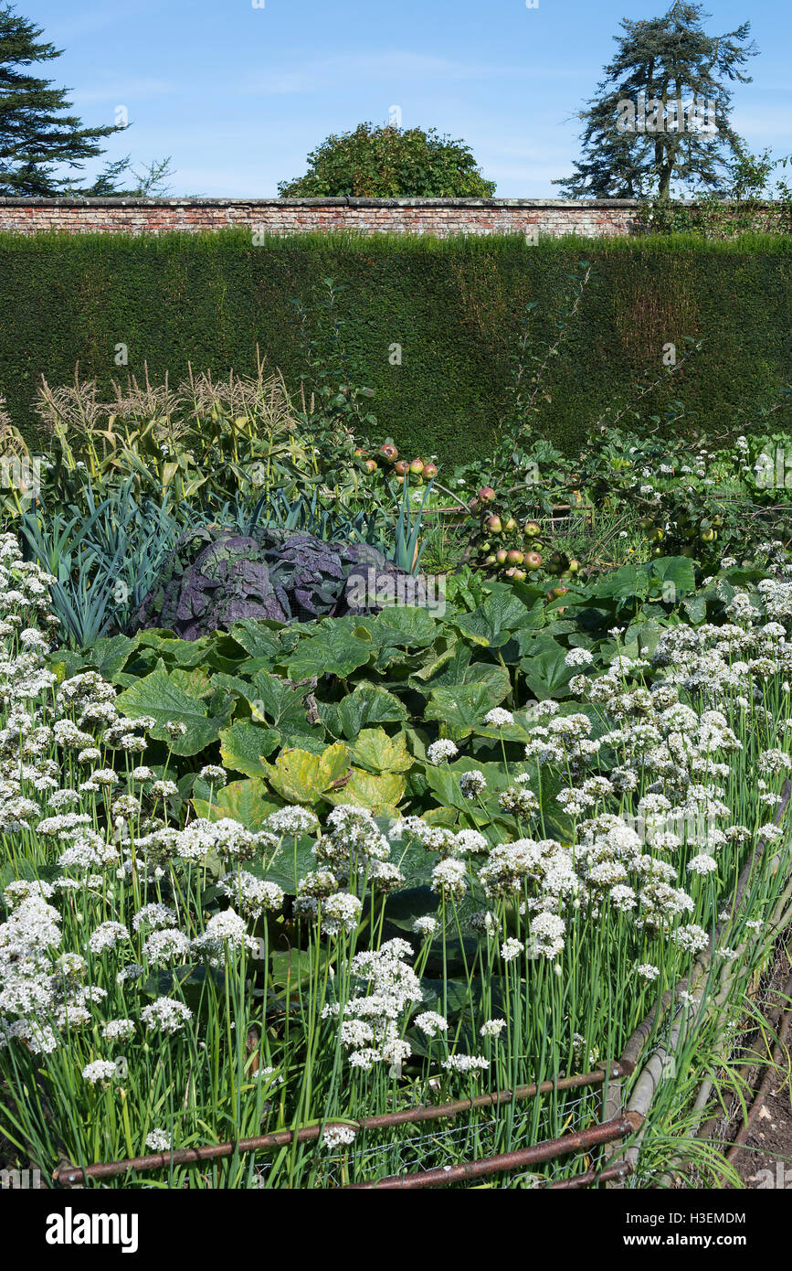 Beautiful Fruit and Vegetables Growing in the Walled Garden at Castle ...