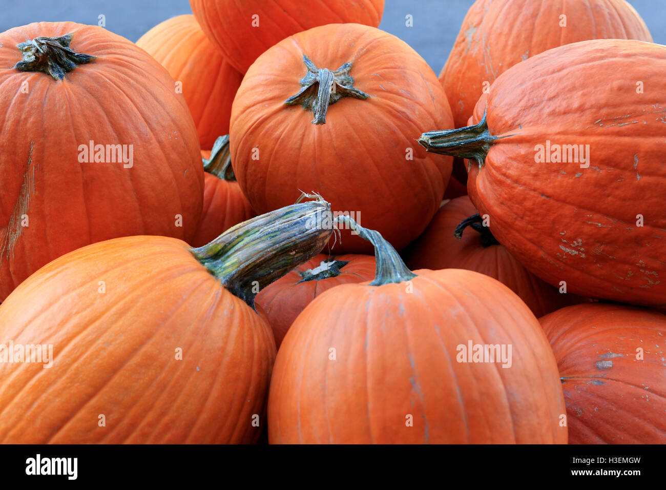 Many pumpkins hi-res stock photography and images - Alamy