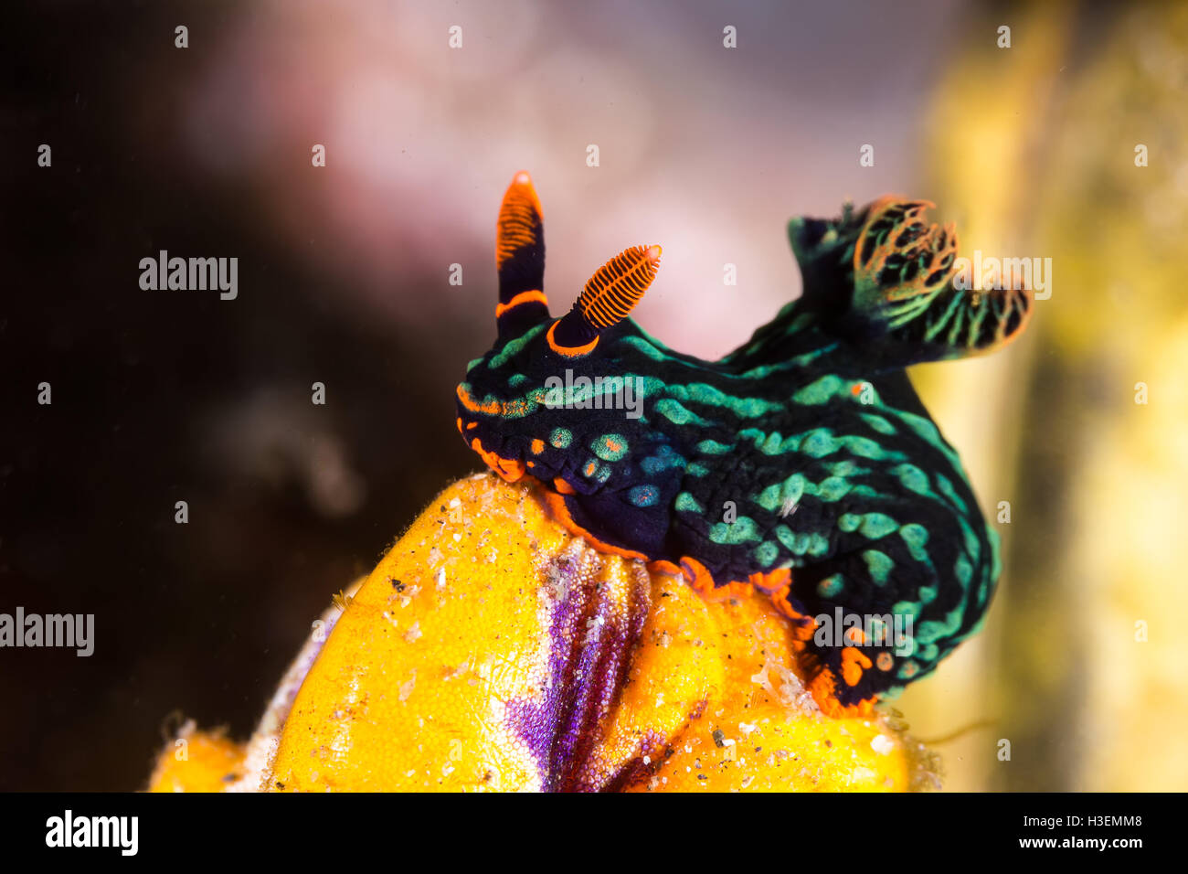Underwater picture of Nembrotha kubaryana, Nudibranch, Sea Slug Stock ...
