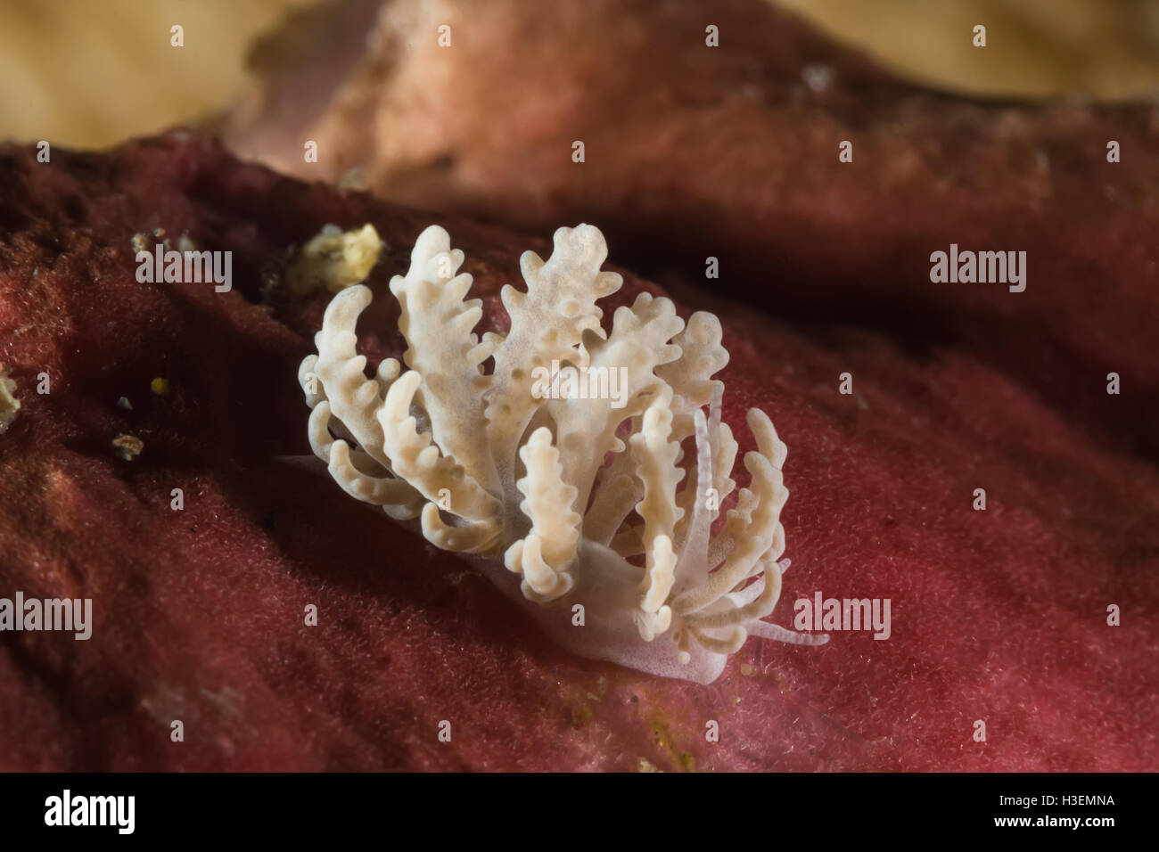 Underwater picture of Phyllodesmium crypticum, Nudibranch, Sea Slug ...