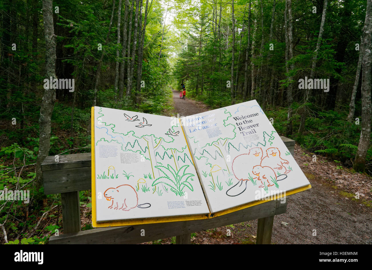 Beaver trail hi-res stock photography and images - Alamy