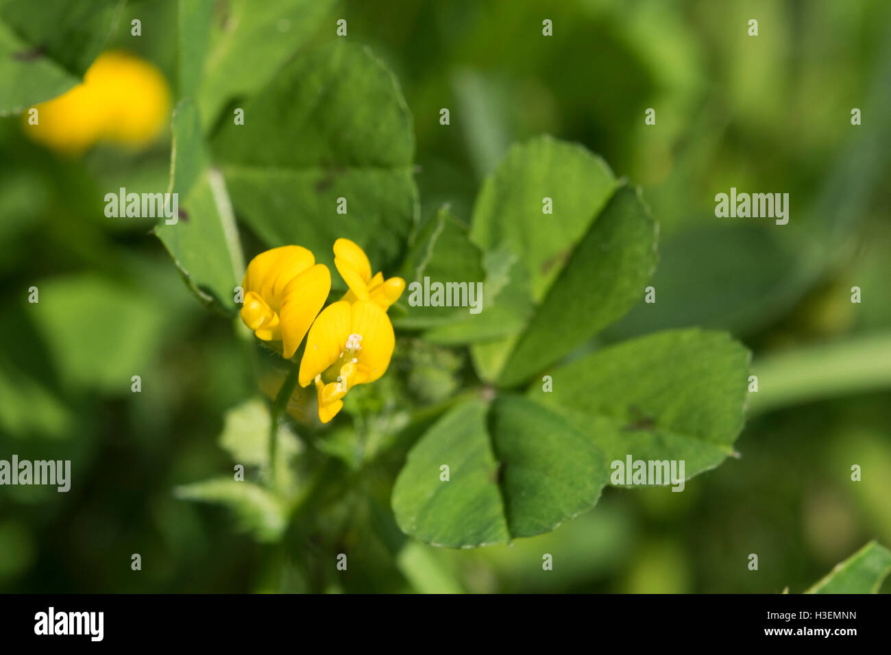 Spotted medick hi-res stock photography and images - Alamy