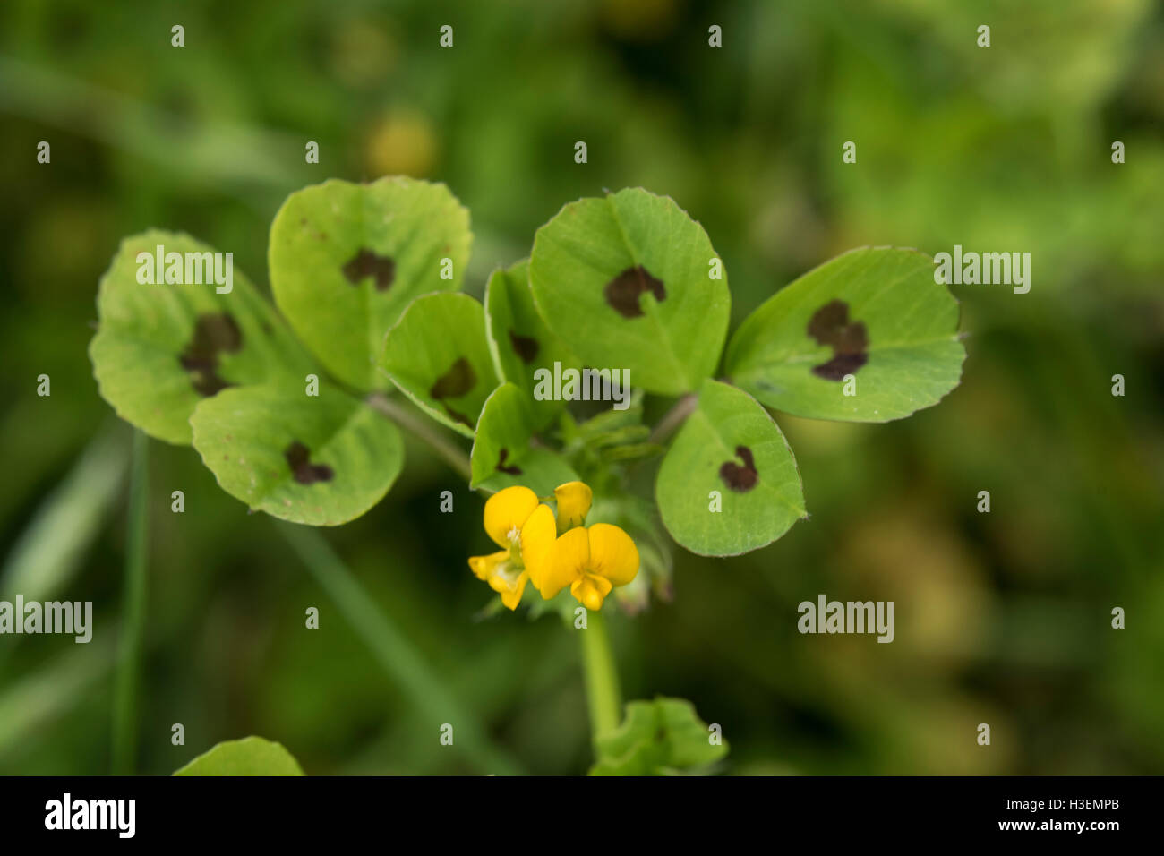 Medicago arabica, Spotted Medick, growing in grassland, Surrey, UK ...