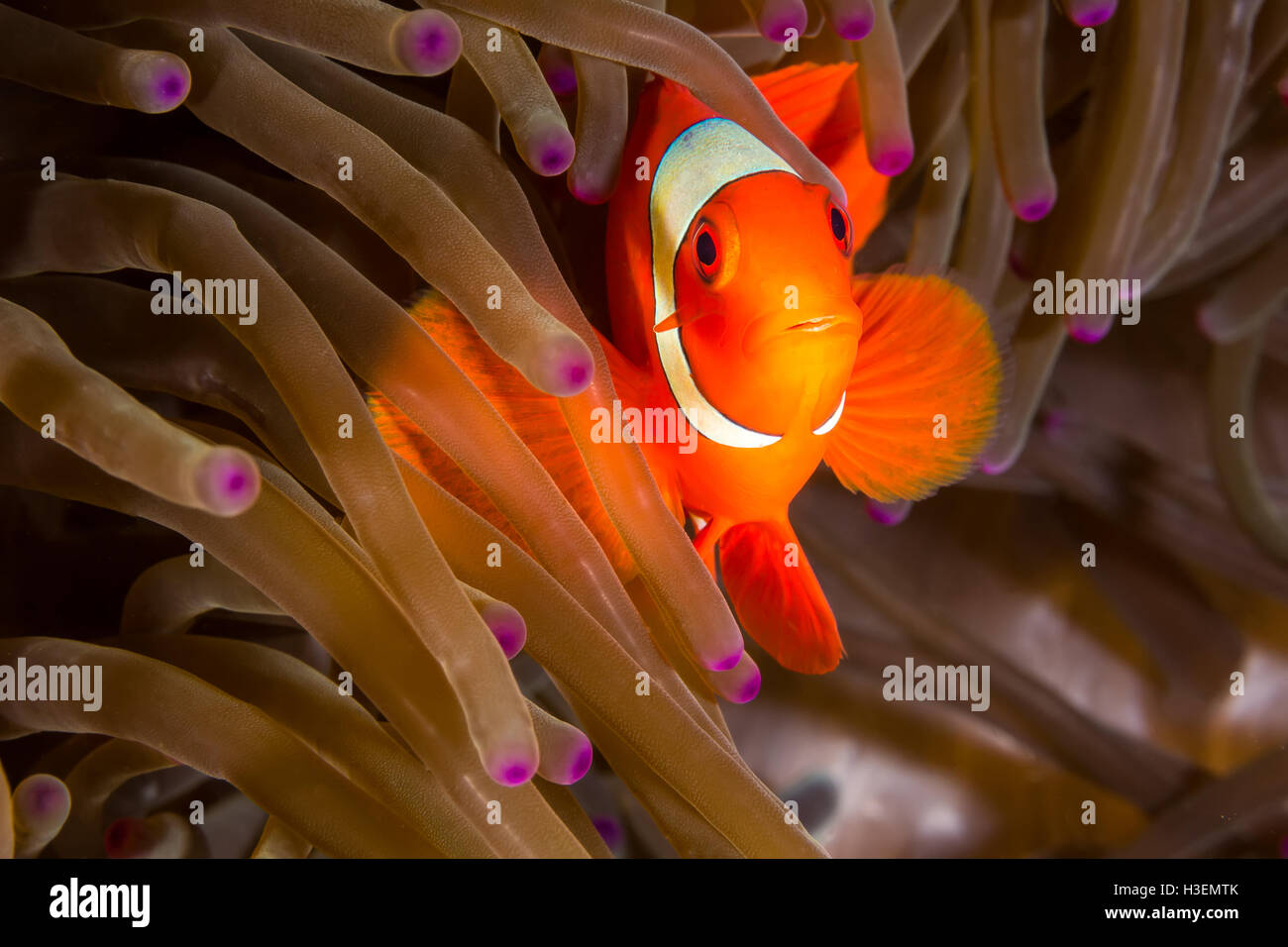 Underwater picture of Maroon Clownfish in Anemone Stock Photo - Alamy