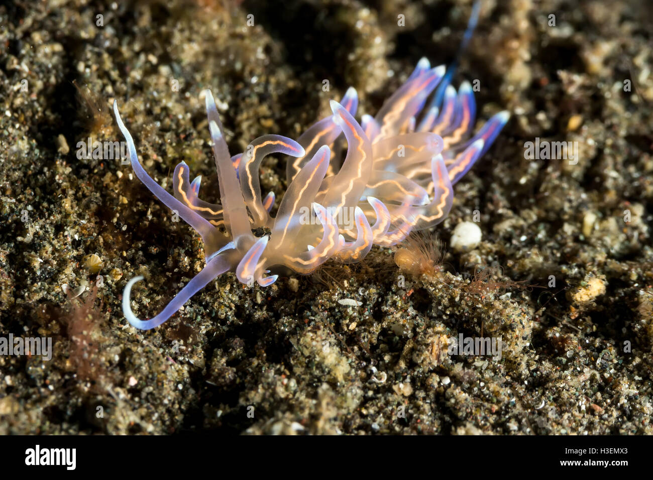 Underwater picture of Phyllodesmium opalescens Nudibranch, Sea Slug ...