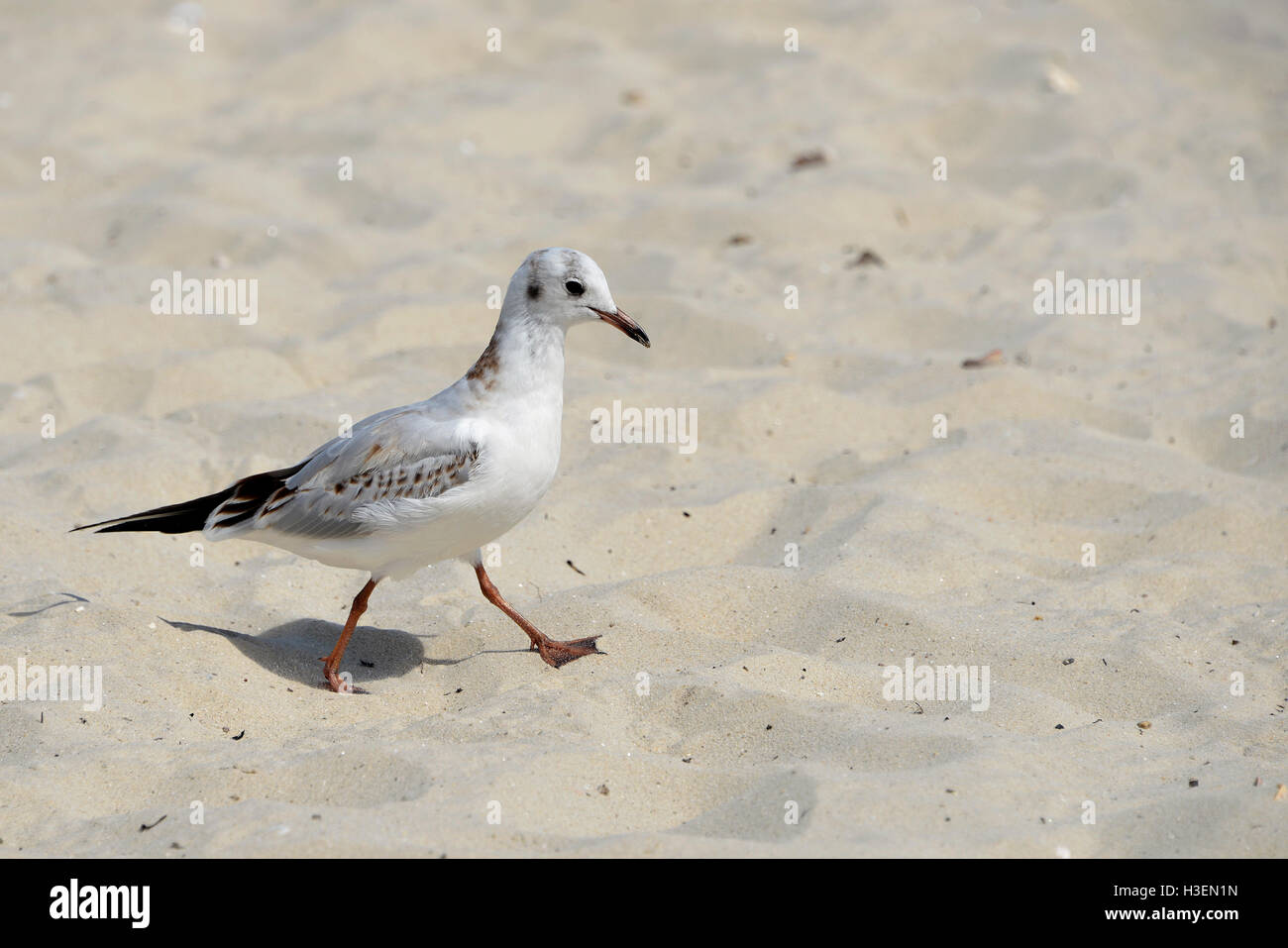 Black-headed Gull (Larus ridibundus) walking in the sand Stock Photo ...