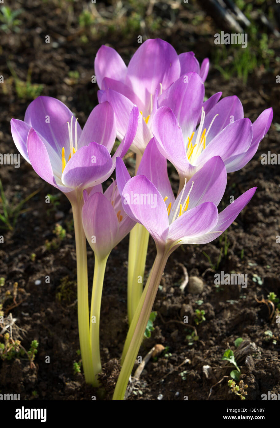 Purple Blue Autumn Flowering Crocus Flowers in a Garden at Sawdon North ...