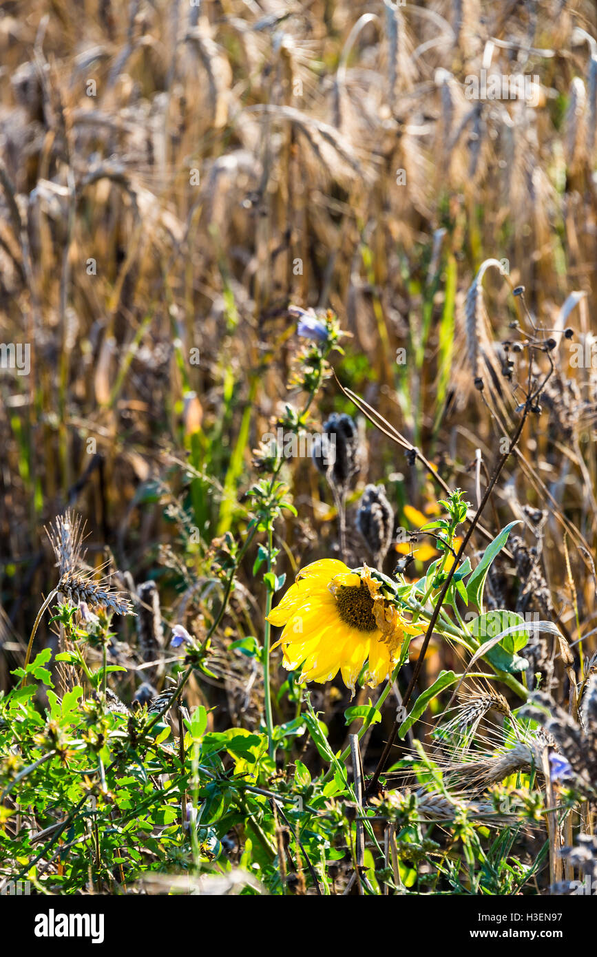 Set aside field hi-res stock photography and images - Alamy