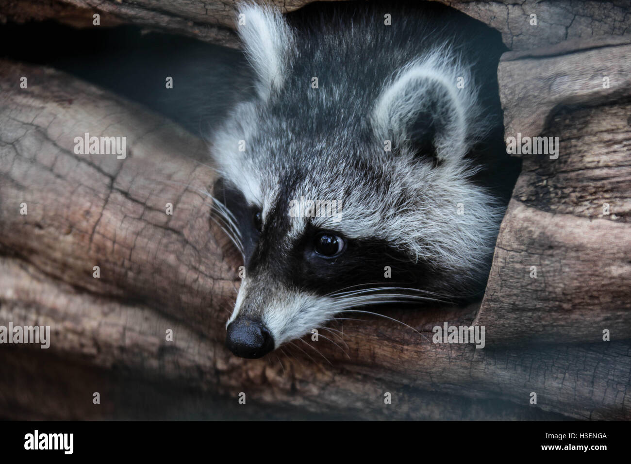 Hidden raccoon hi-res stock photography and images - Alamy