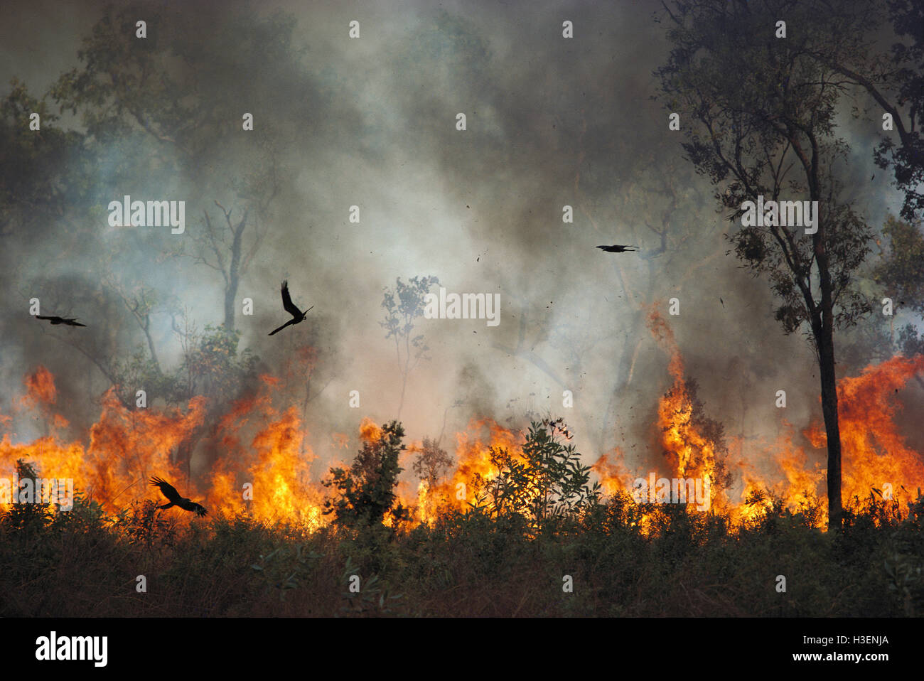 Black kites (Milvus migrans), chasing insects during bushfire. Kakadu ...