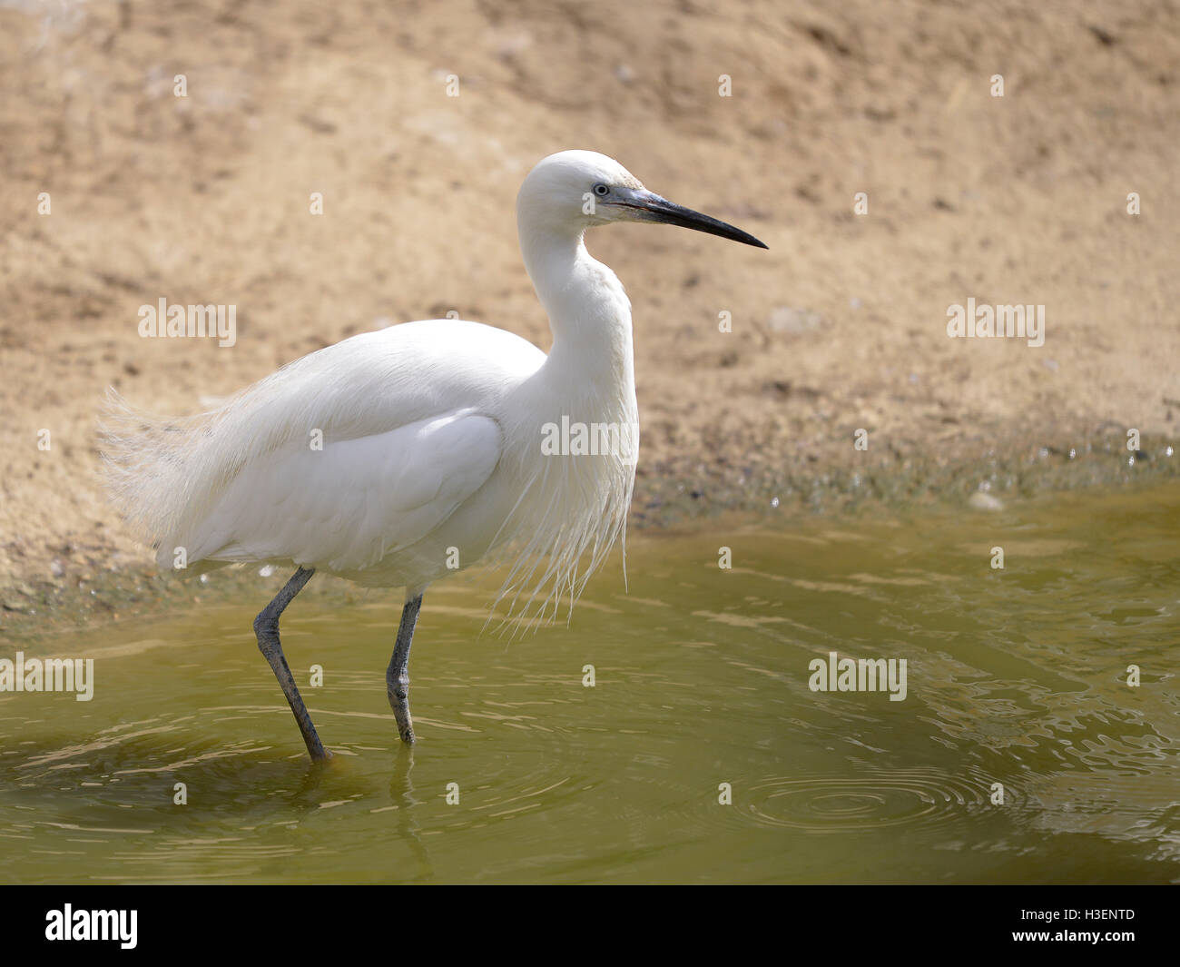 Sea water and egret bird hi-res stock photography and images - Alamy