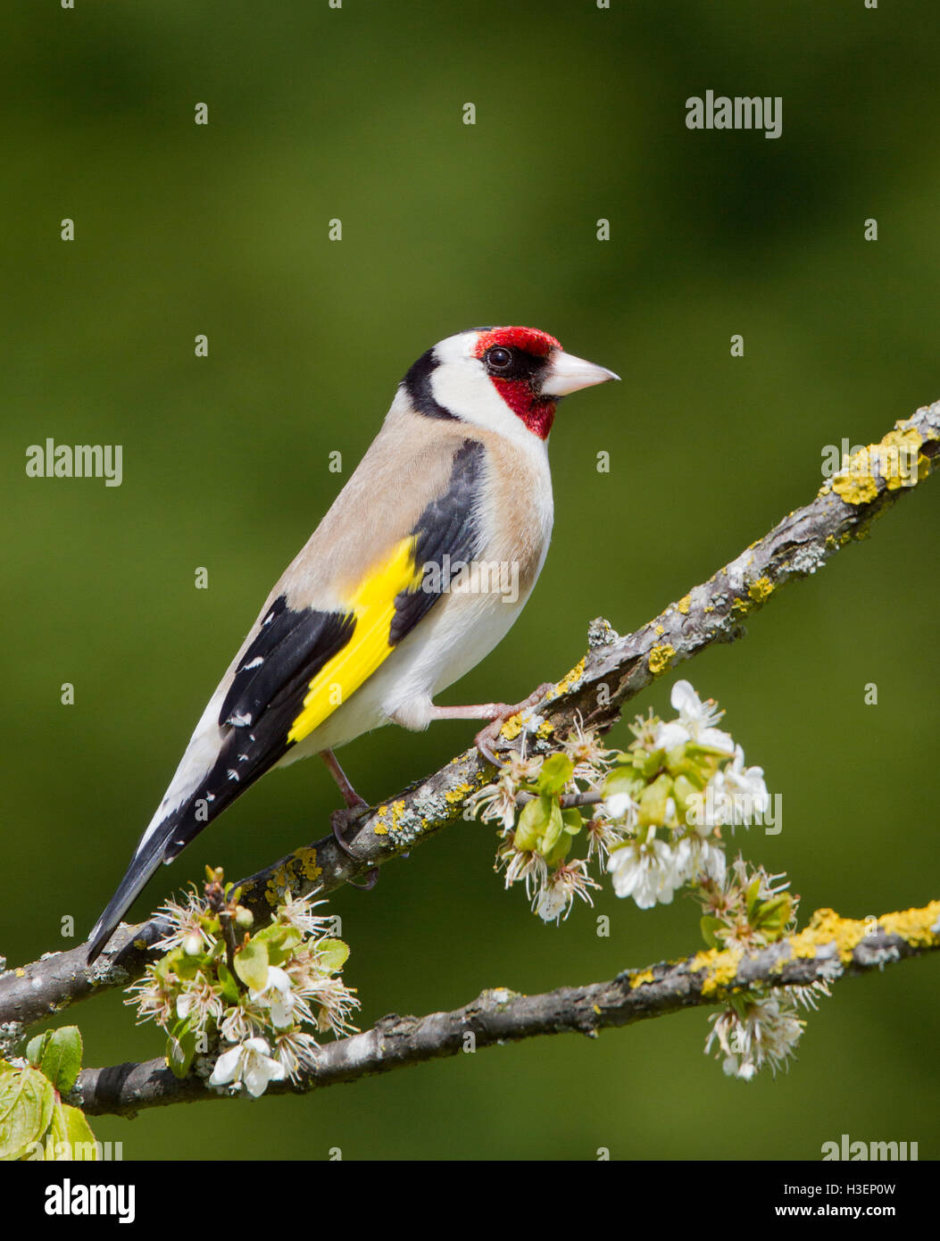 Goldfinch on branch with spring flowers hi-res stock photography and ...