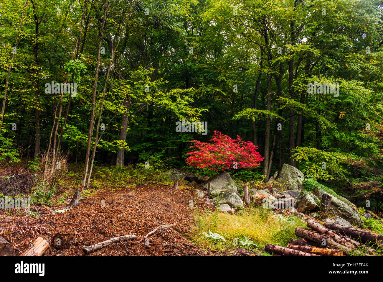 One bush begins to display the bright, red colors of autumn, while the ...