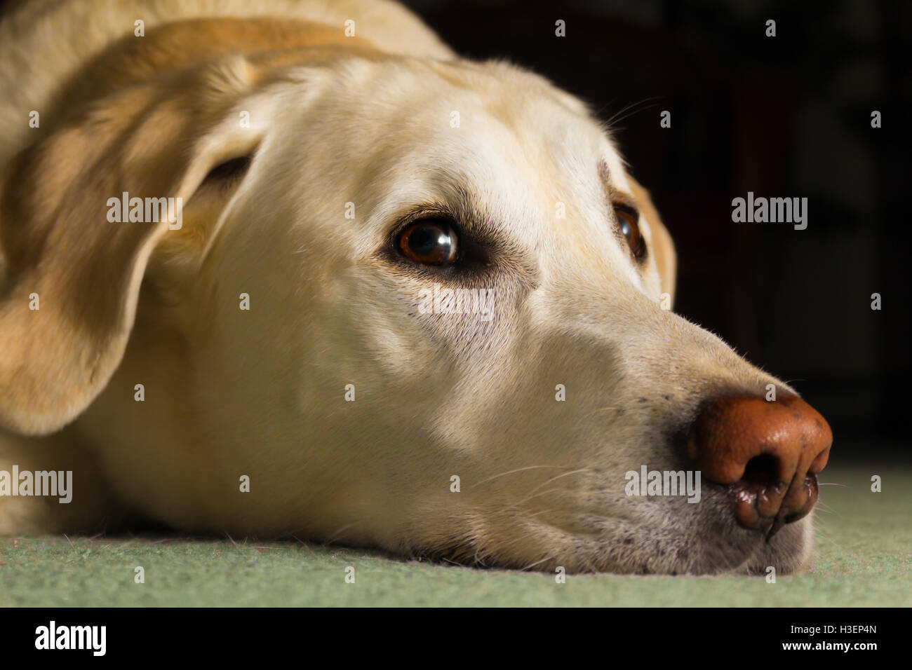 A tired, but friendly yellow labrador, ready for a nap, lounges on the ...