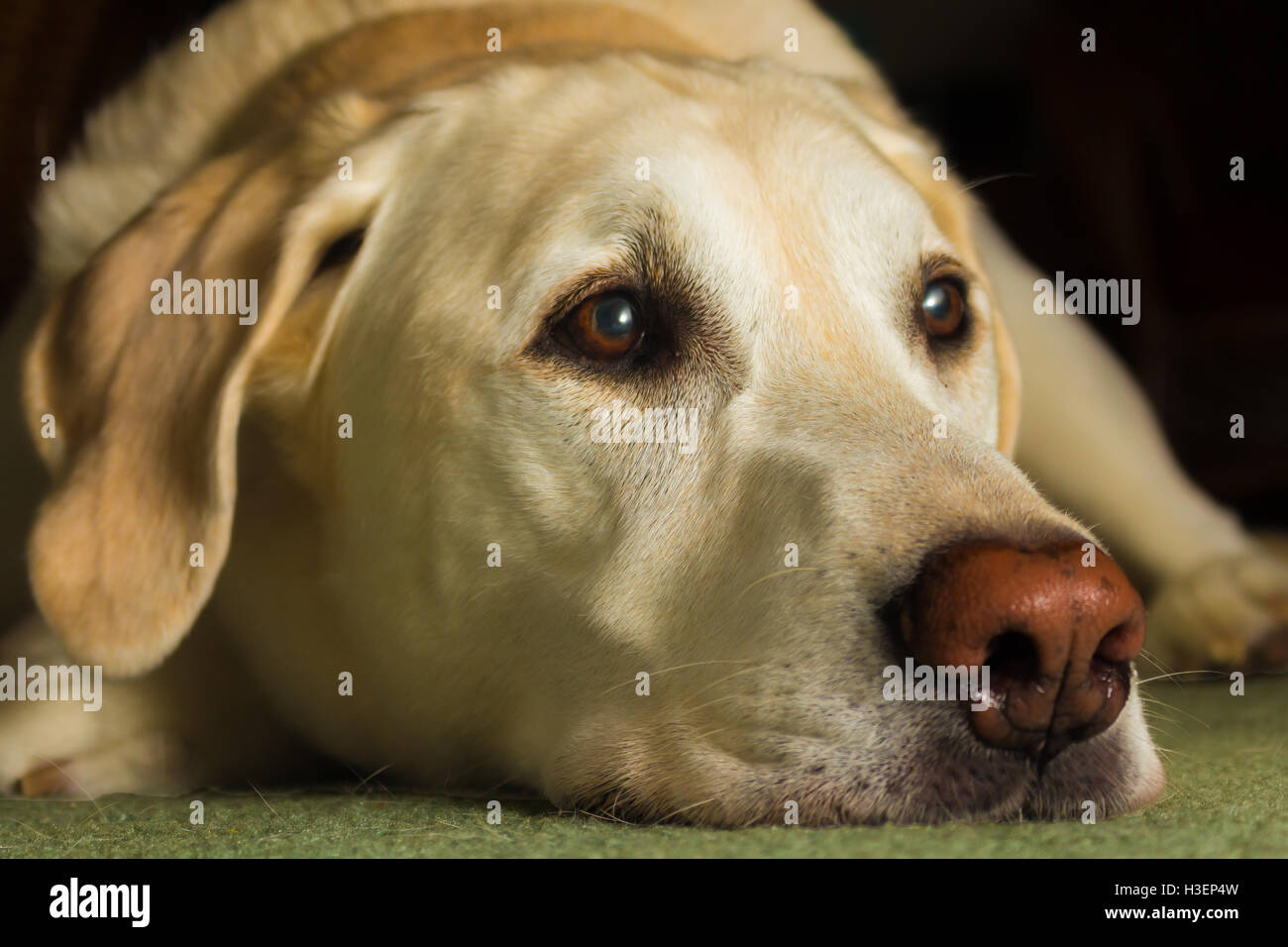 Labrador dog yellow head hi-res stock photography and images - Alamy