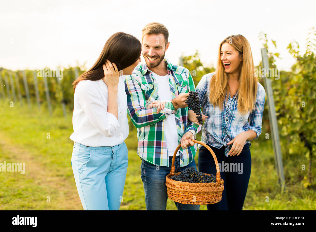Young people in the vineyard after harvest grapes Stock Photo - Alamy