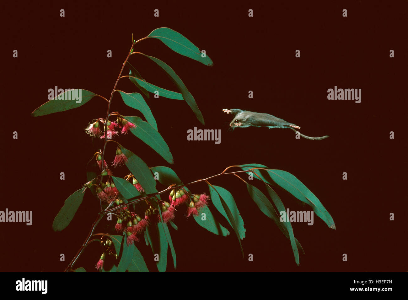 Feathertail glider (Acrobates pygmaeus), gliding, at night ...