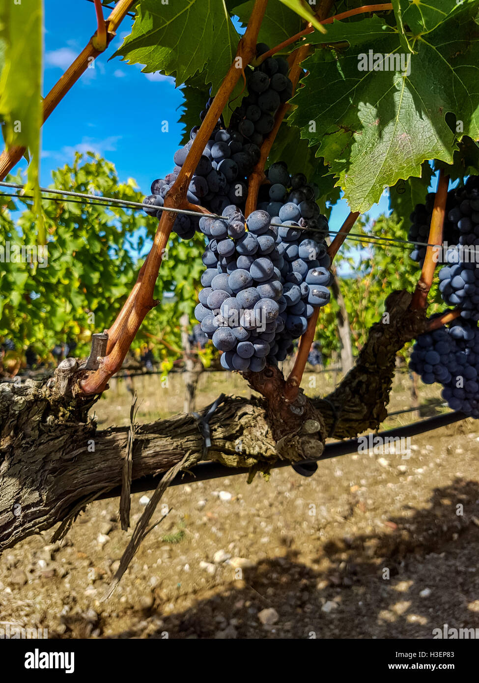 Red vineyard grapes hi-res stock photography and images - Alamy