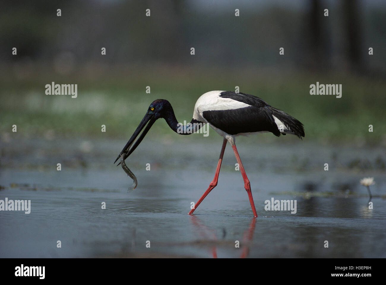 Black-necked stork (Ephippiorhynchus asiaticus), fishing. Kakadu ...