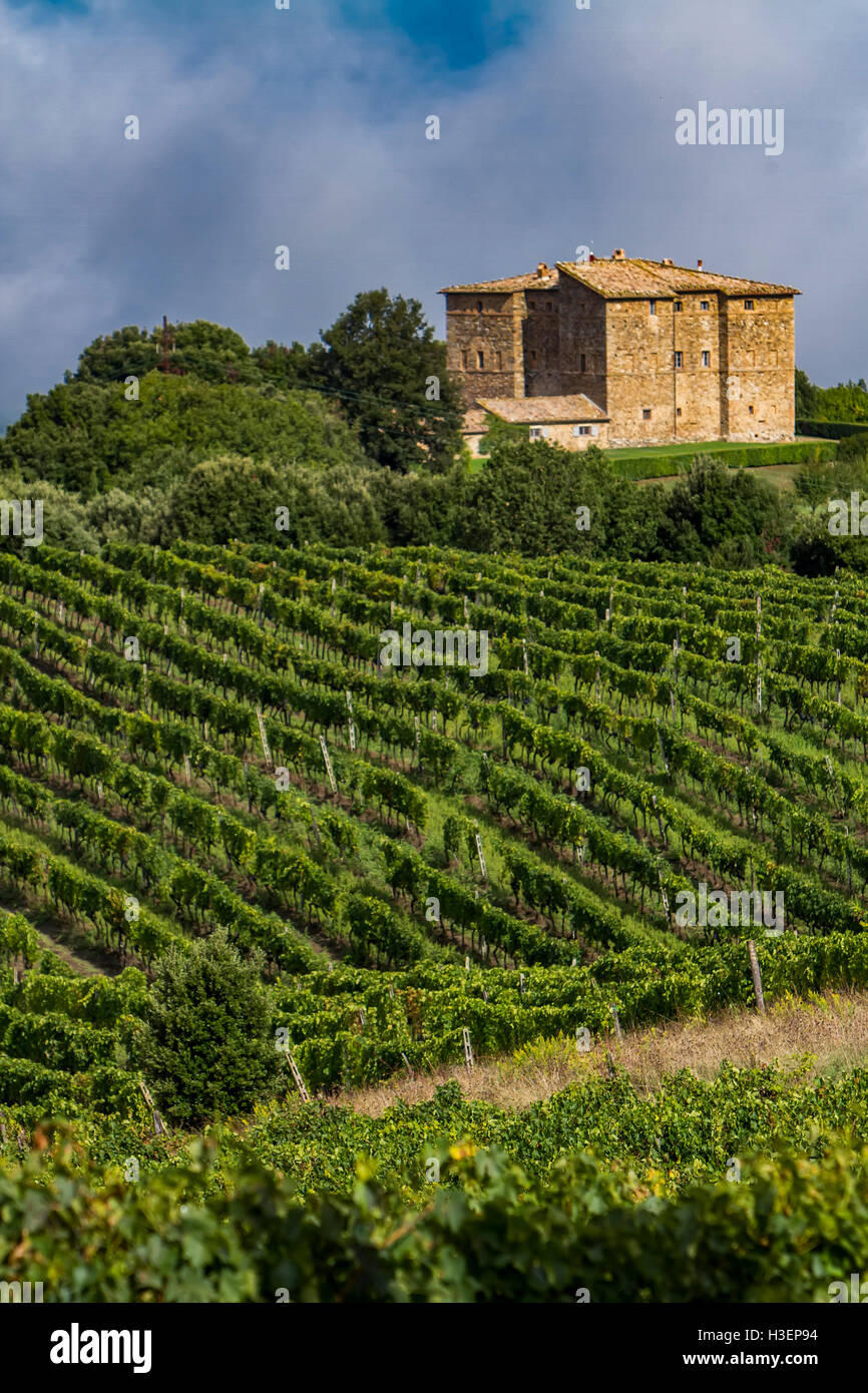 Vines field hi-res stock photography and images - Alamy
