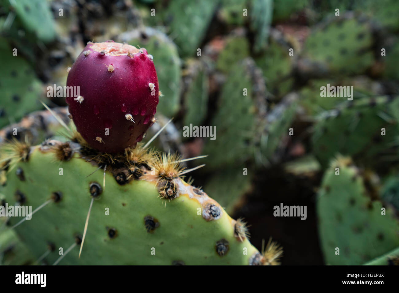 Red Prickly Pear Stock Photo - Alamy