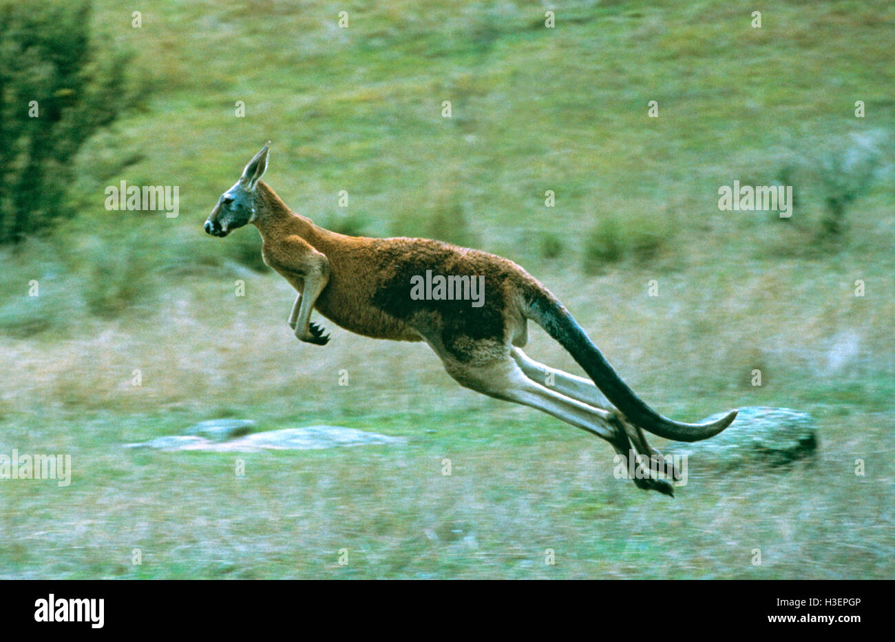 Kangaroo Jumping Realy High