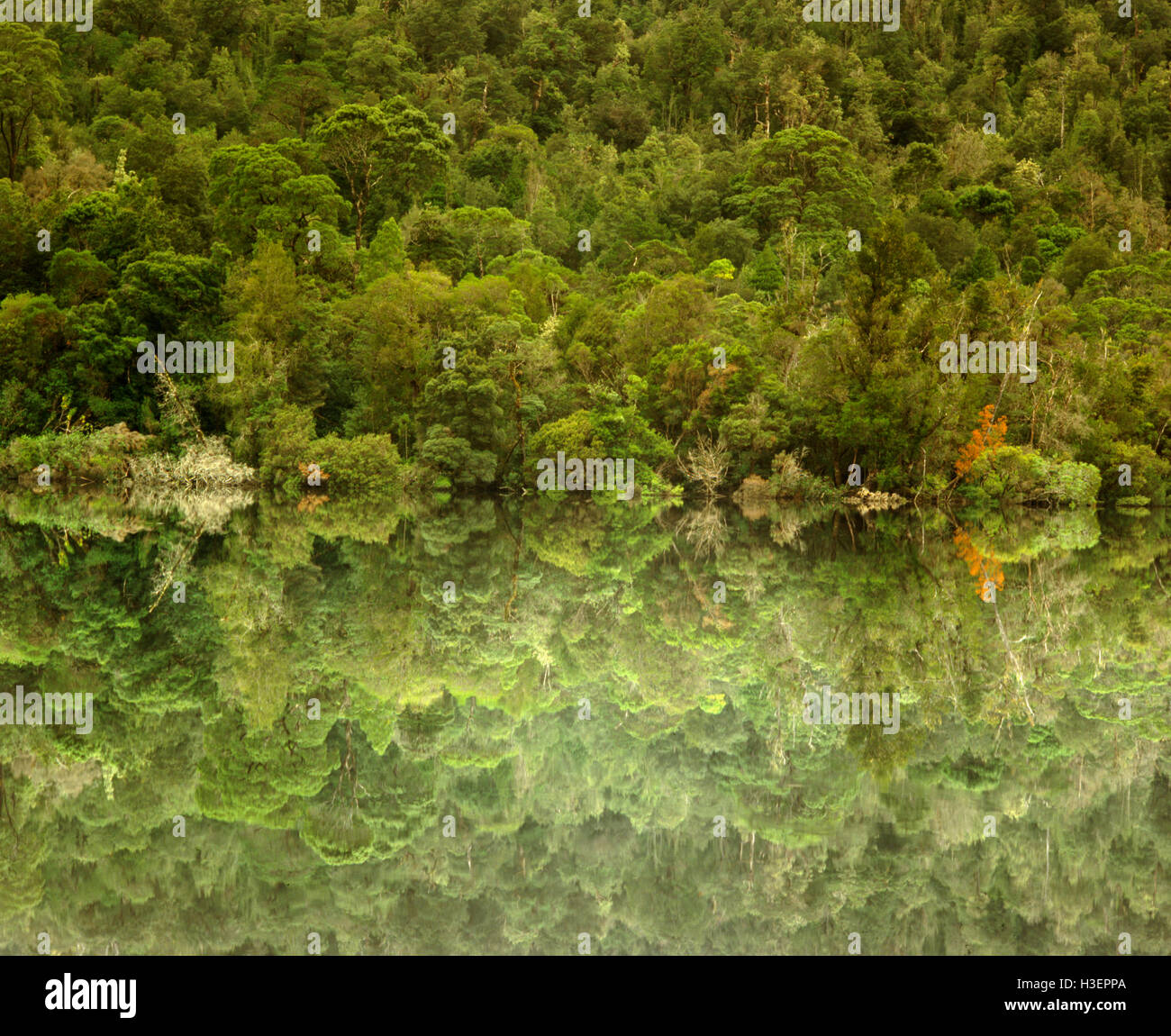 Cool temperate rainforest along the lower Gordon River Stock Photo - Alamy