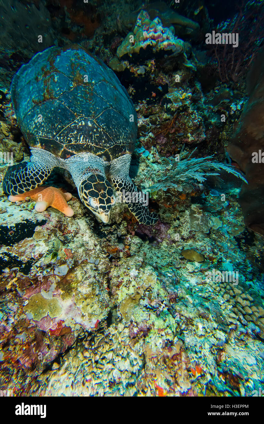 Underwater picture of Green Turtle Stock Photo - Alamy