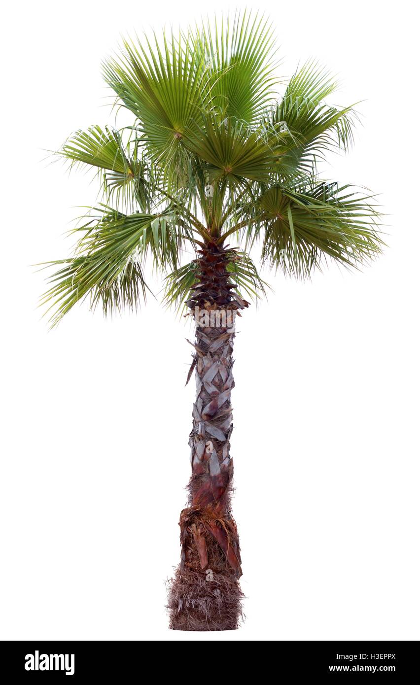 Palm tree with a large crown Stock Photo - Alamy