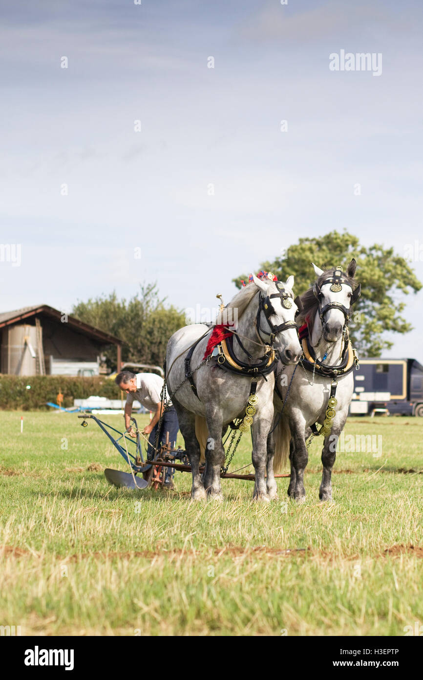 Traditional ploughing a farmer works the land with horses and a Single ...