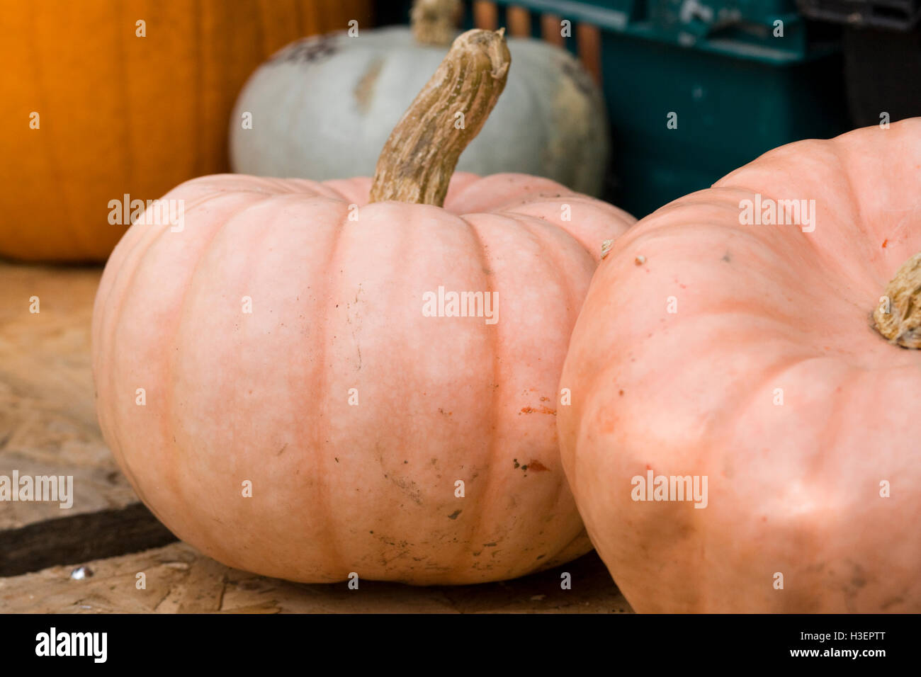 Rare pink hi-res stock photography and images - Alamy