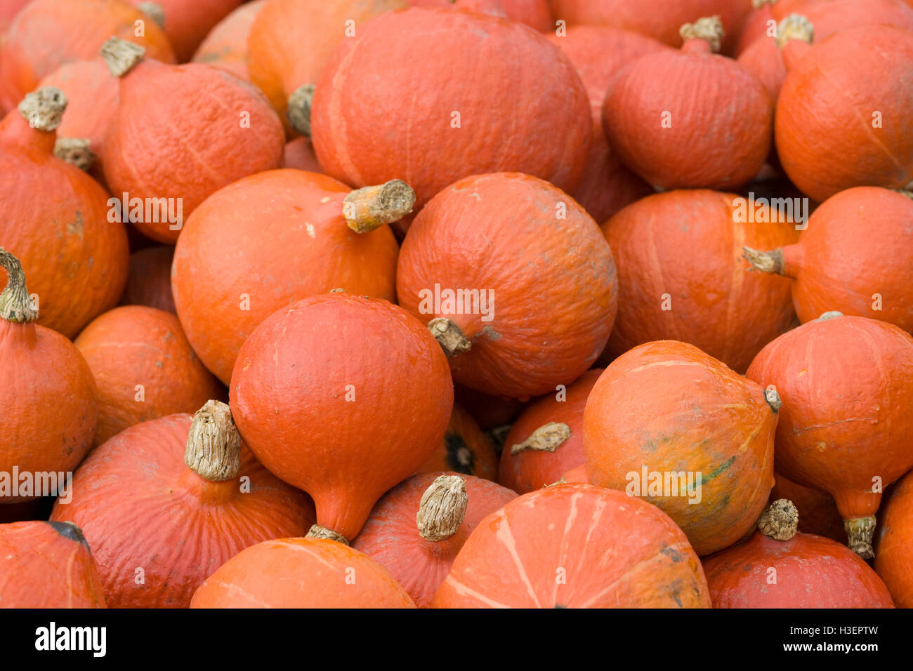 Cucurbita, Red kuri Pumpkin Stock Photo - Alamy