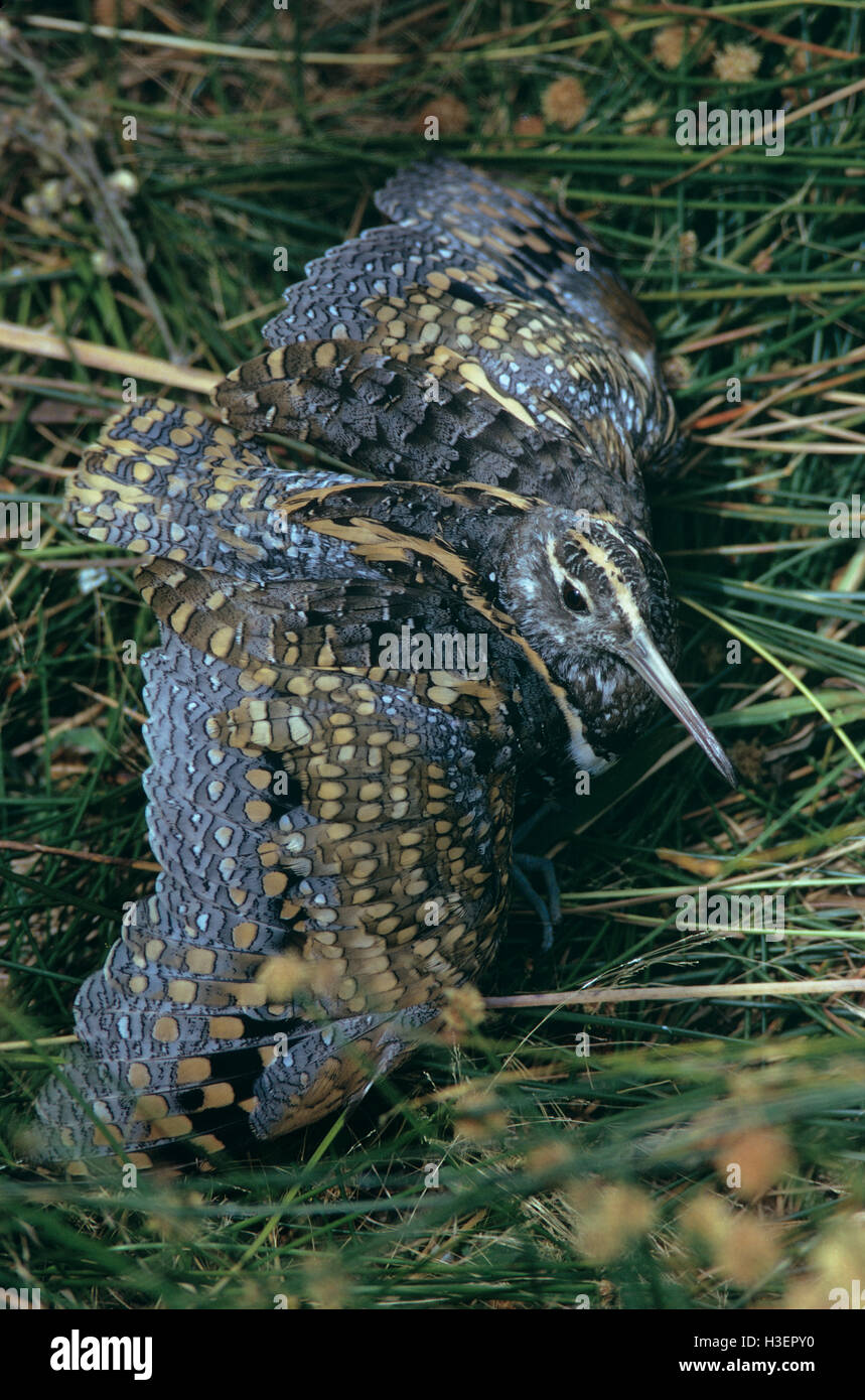 Greater painted-snipe (Rostratula benghalensis), in possible broken ...