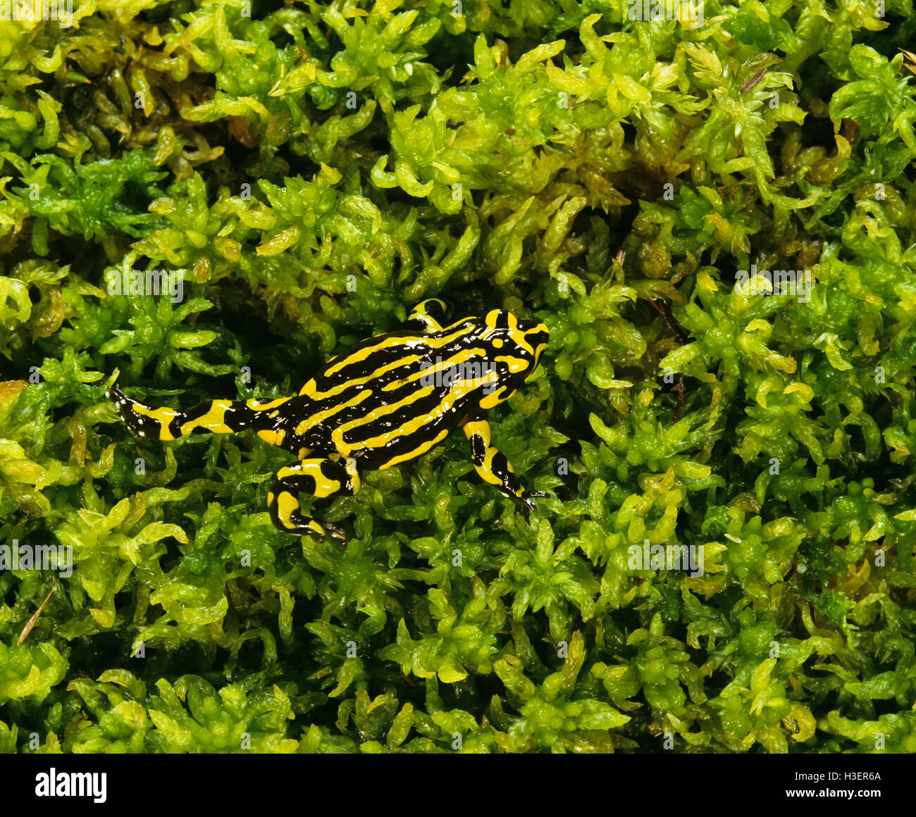 Endangered frog australia hi-res stock photography and images - Alamy