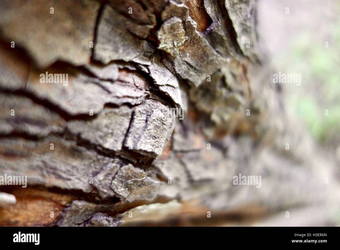Gray oak texture hi-res stock photography and images - Alamy