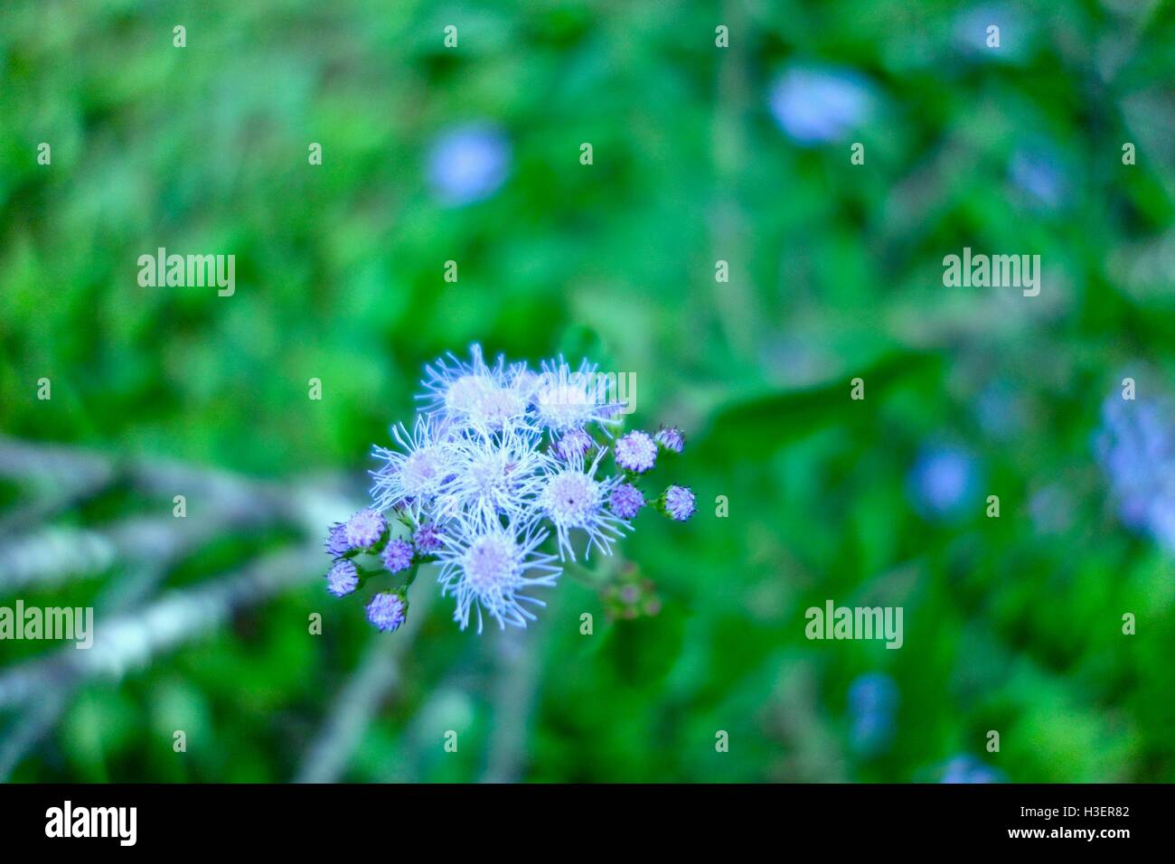 Macro of a blue flower in a swamp Stock Photo - Alamy