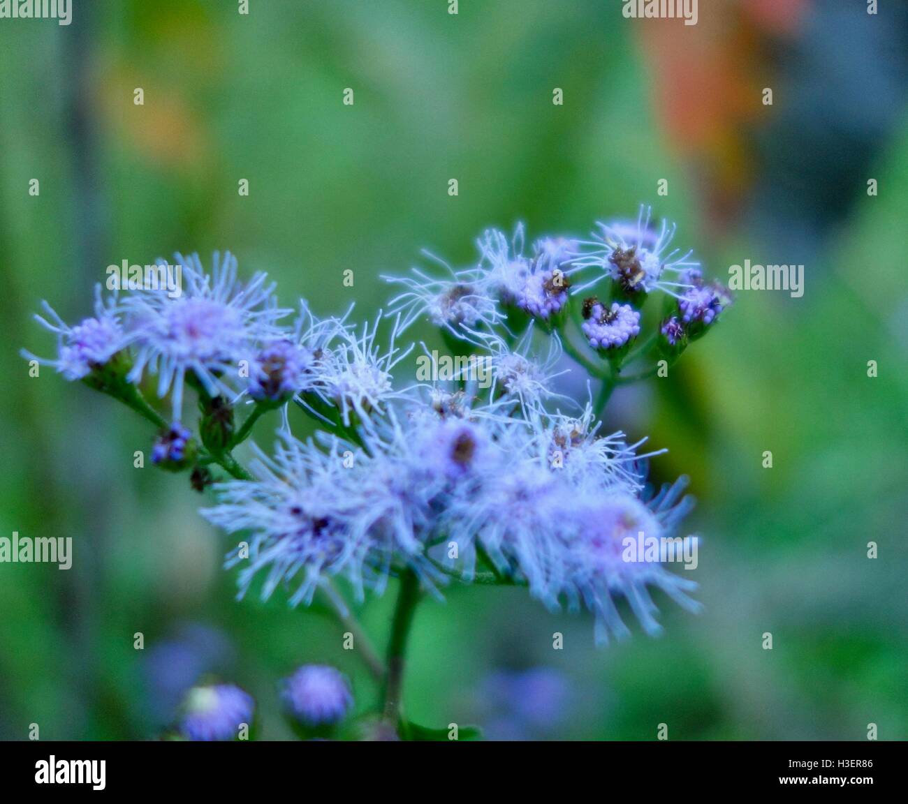 Blue swamp hi-res stock photography and images - Alamy