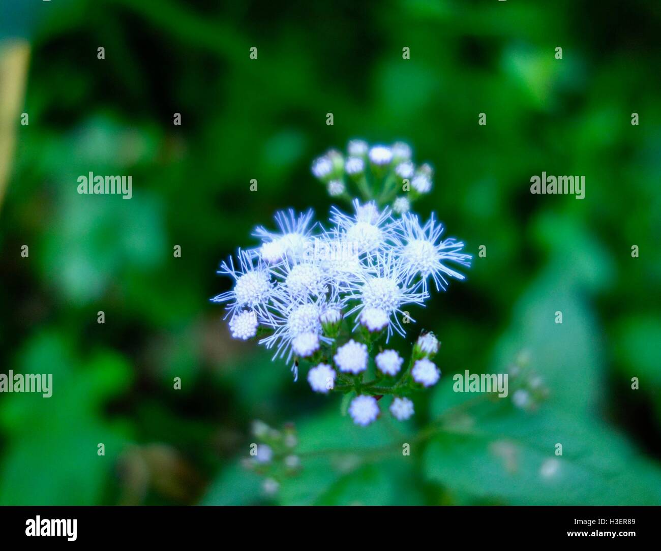 Blue flower cluster hi-res stock photography and images - Alamy