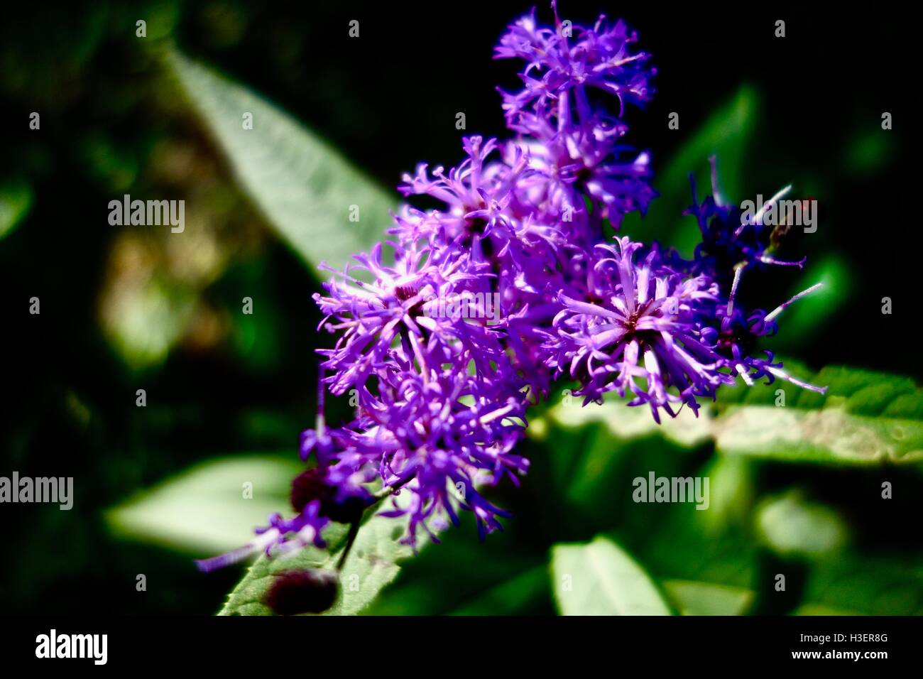 Swamp flowers hi-res stock photography and images - Alamy