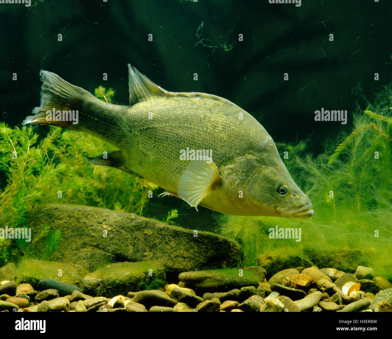 Darling river fauna hi-res stock photography and images - Alamy