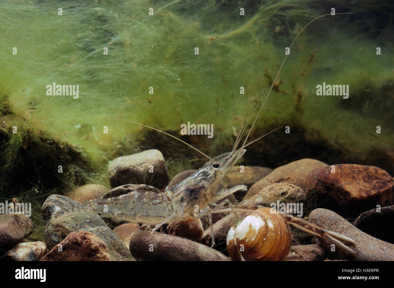 Australian long clawed freshwater prawn hi-res stock photography and ...