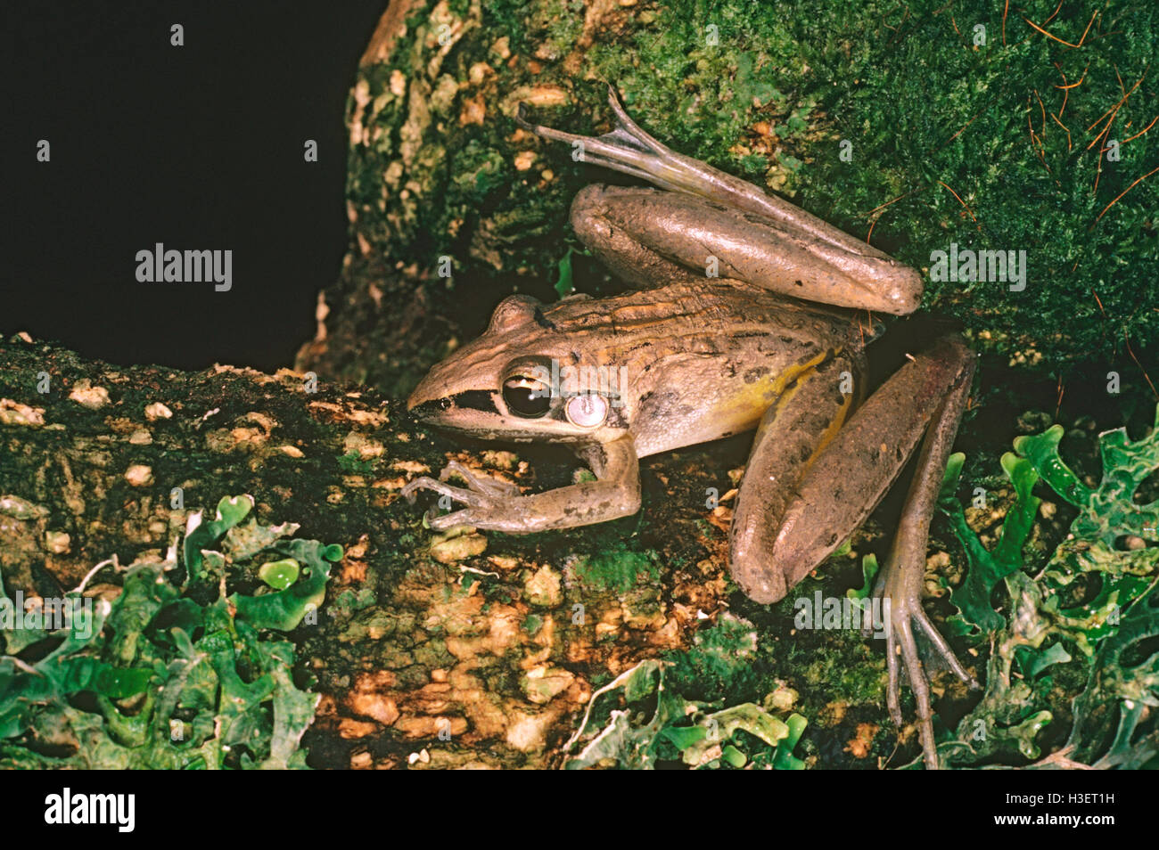 Striped rocket frog (Litoria nasuta), in tropical rainforest at night. Kuranda Range, North ...
